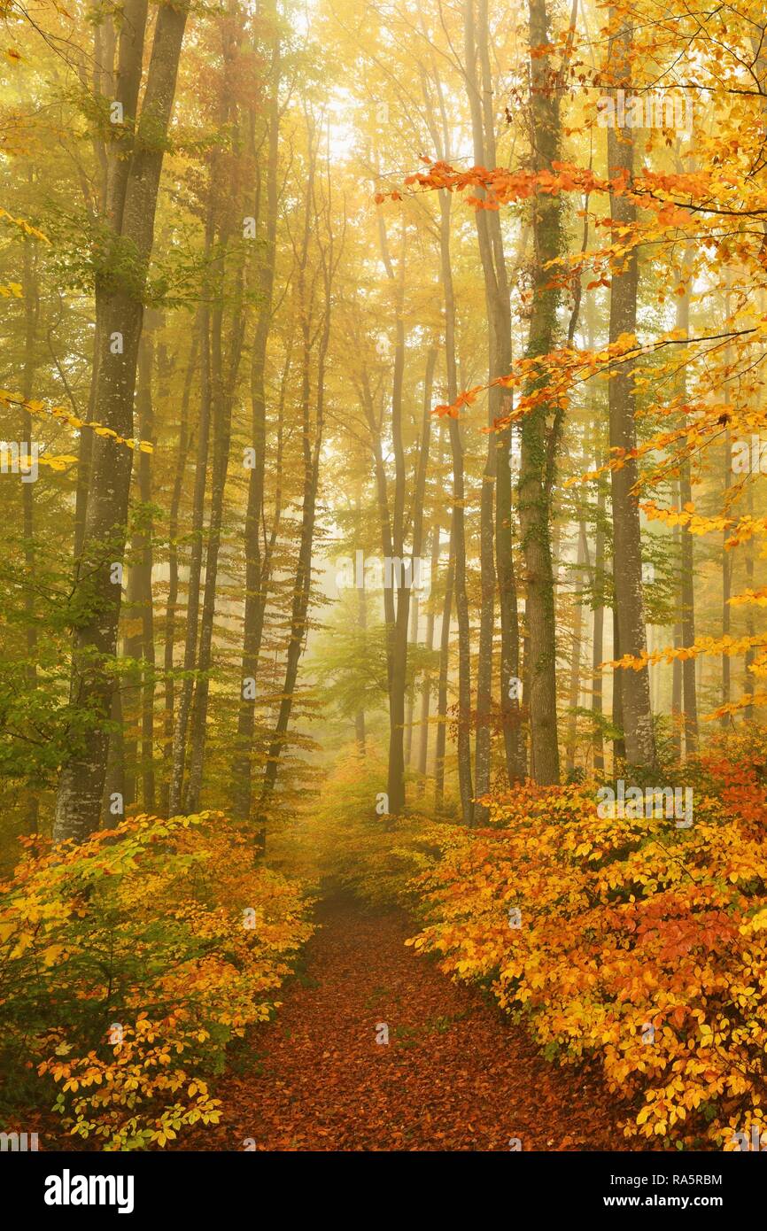 Forest track through discoloured Common beeches (Fagus sylvatica ...