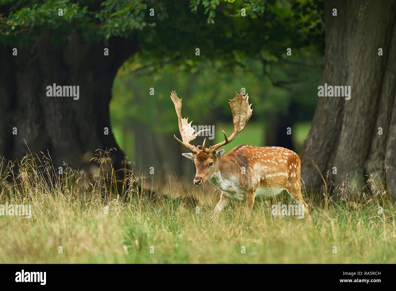 Deer at the edge of the forest hi-res stock photography and images - Alamy