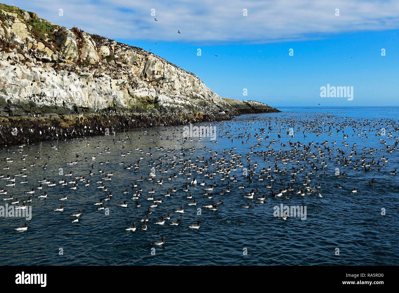 Colony Razorbills (Alca torda), floating, bird island, Hornøya, Vardö ...
