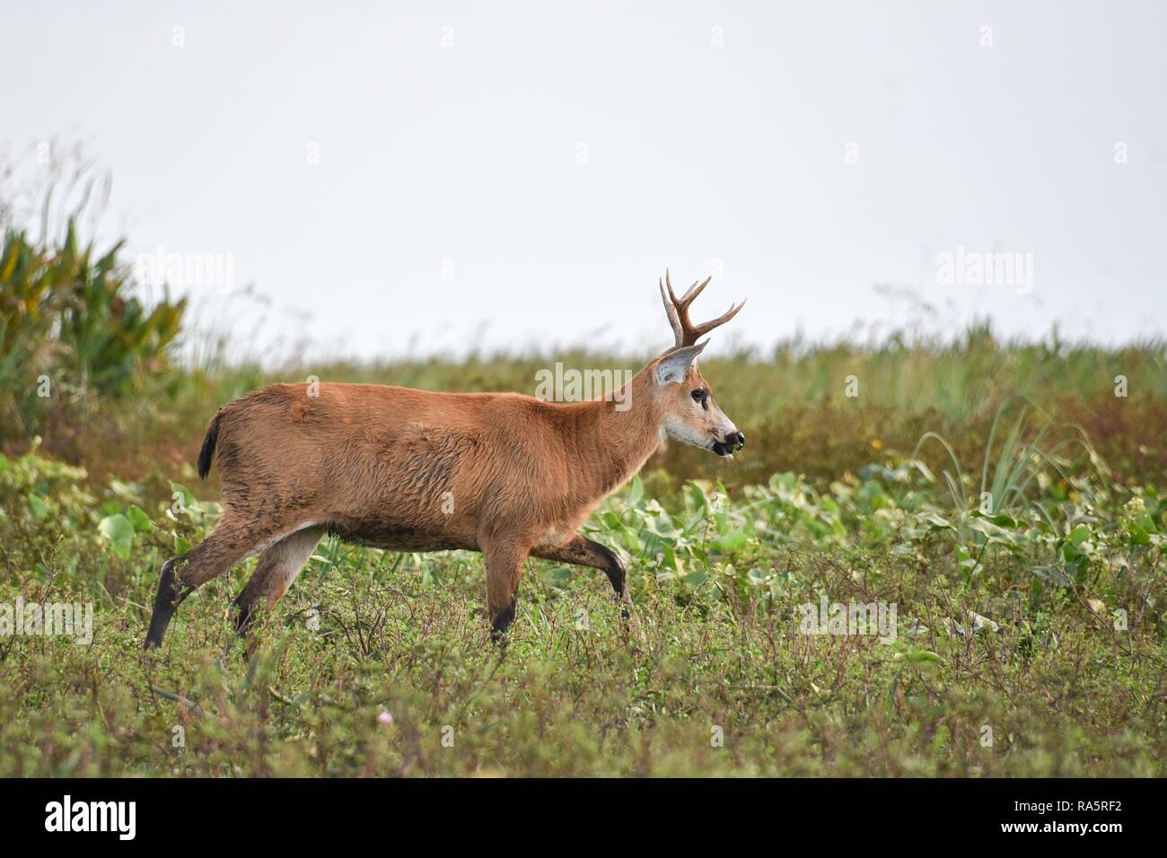 Marsh deer (Blastocerus dichotomus) in the marsh area of Esteros del ...