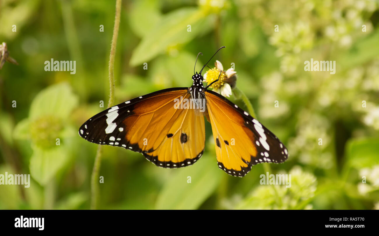 White spot butterfly hi-res stock photography and images - Alamy