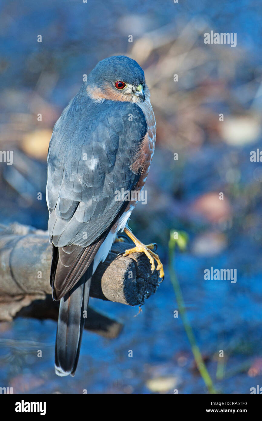 Adult sharp-shinned hawk portrait up close Stock Photo - Alamy