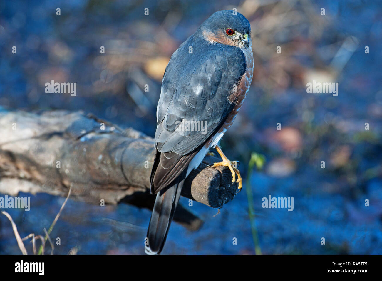 Adult sharp-shinned hawk portrait up close Stock Photo - Alamy