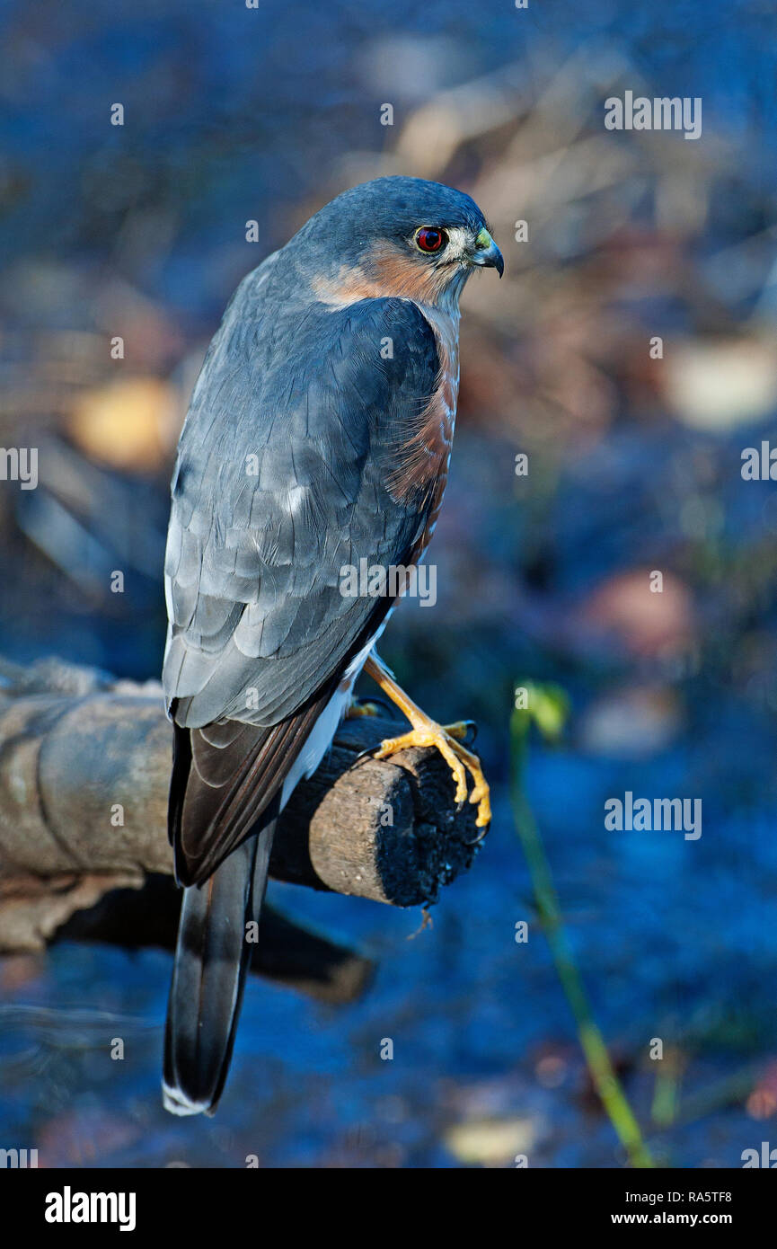 Adult sharp-shinned hawk portrait up close Stock Photo - Alamy