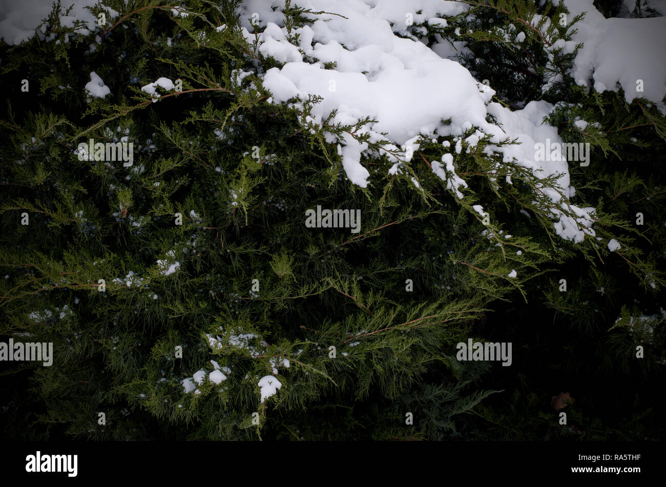 Dark green dramatic background with evergreen thuja covered by snow ...