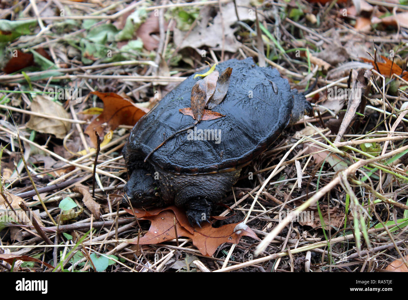 Pringle nature center hi-res stock photography and images - Alamy