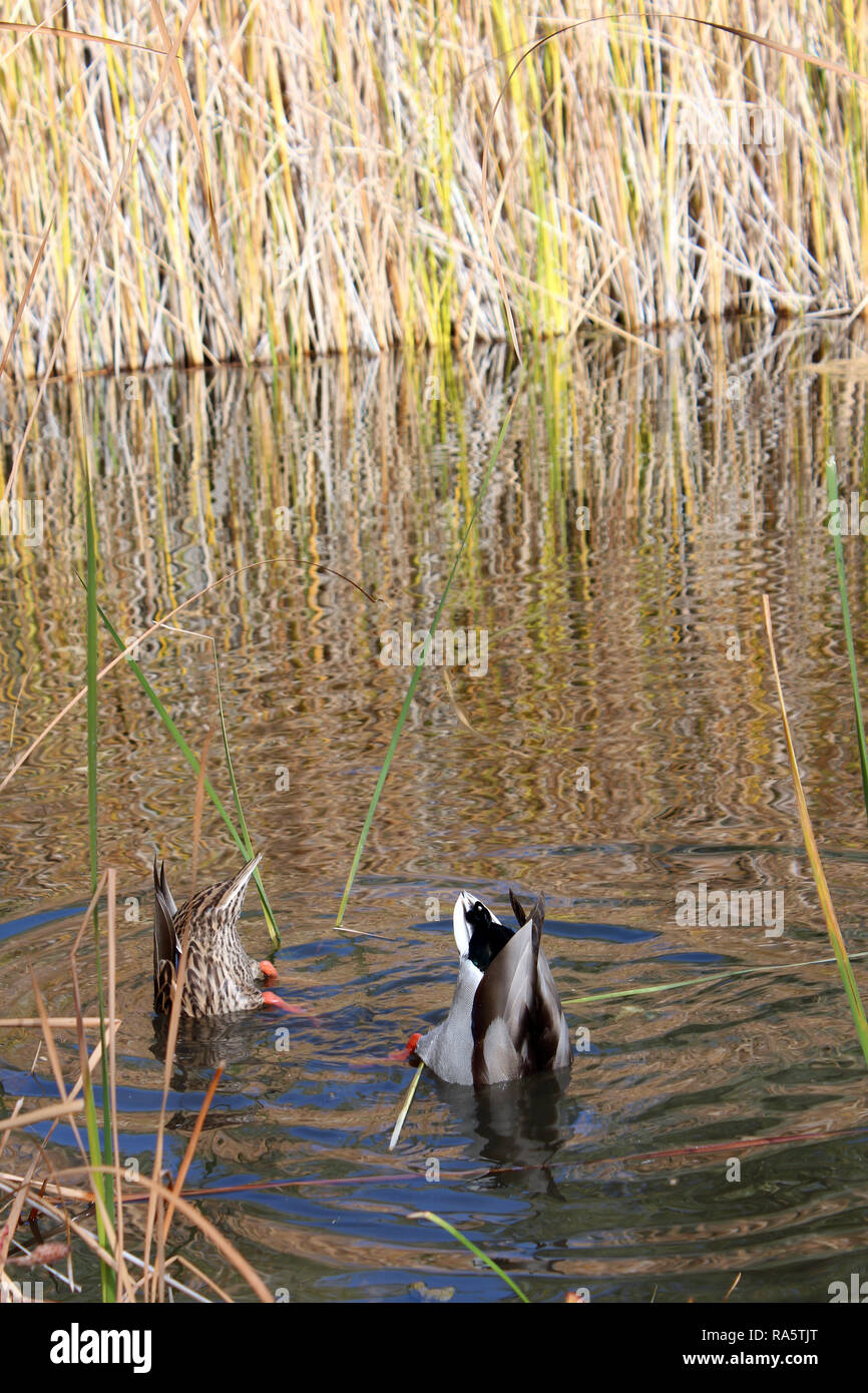Desert ducks hi-res stock photography and images - Alamy