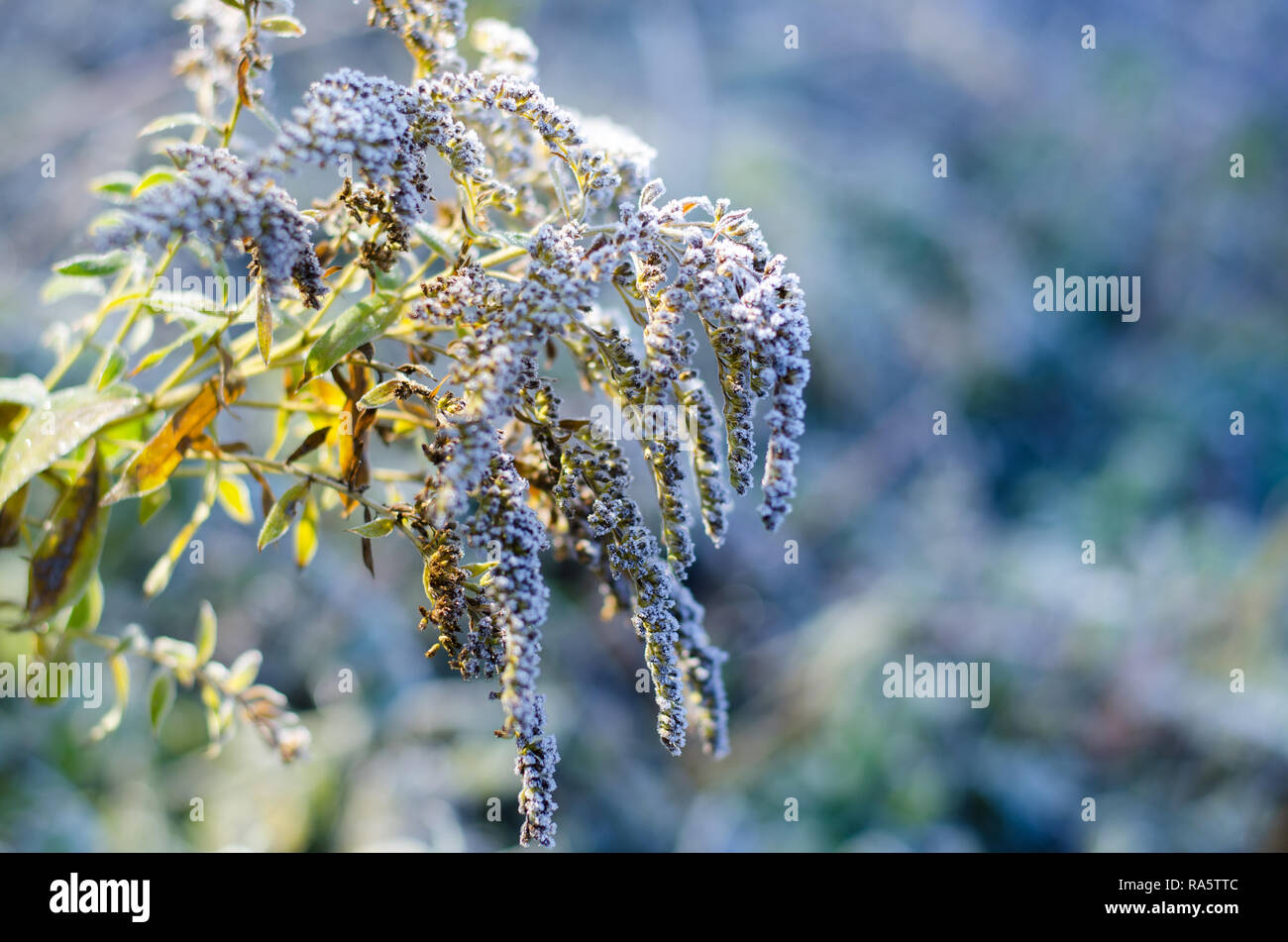 Golden rod in winter hi-res stock photography and images - Alamy