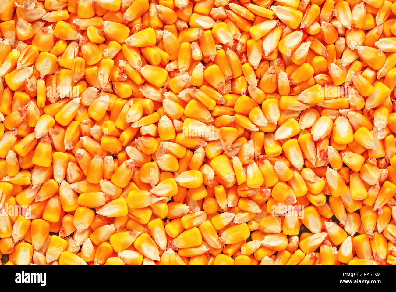 Corn seed kernels heap after harvest, seen from above Stock Photo - Alamy