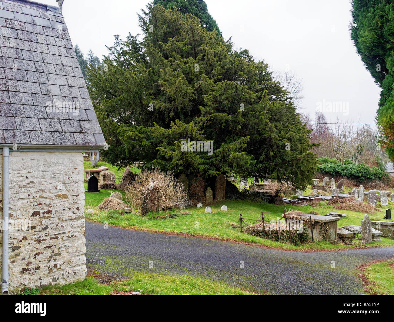 Defynnog yew tree hi-res stock photography and images - Alamy