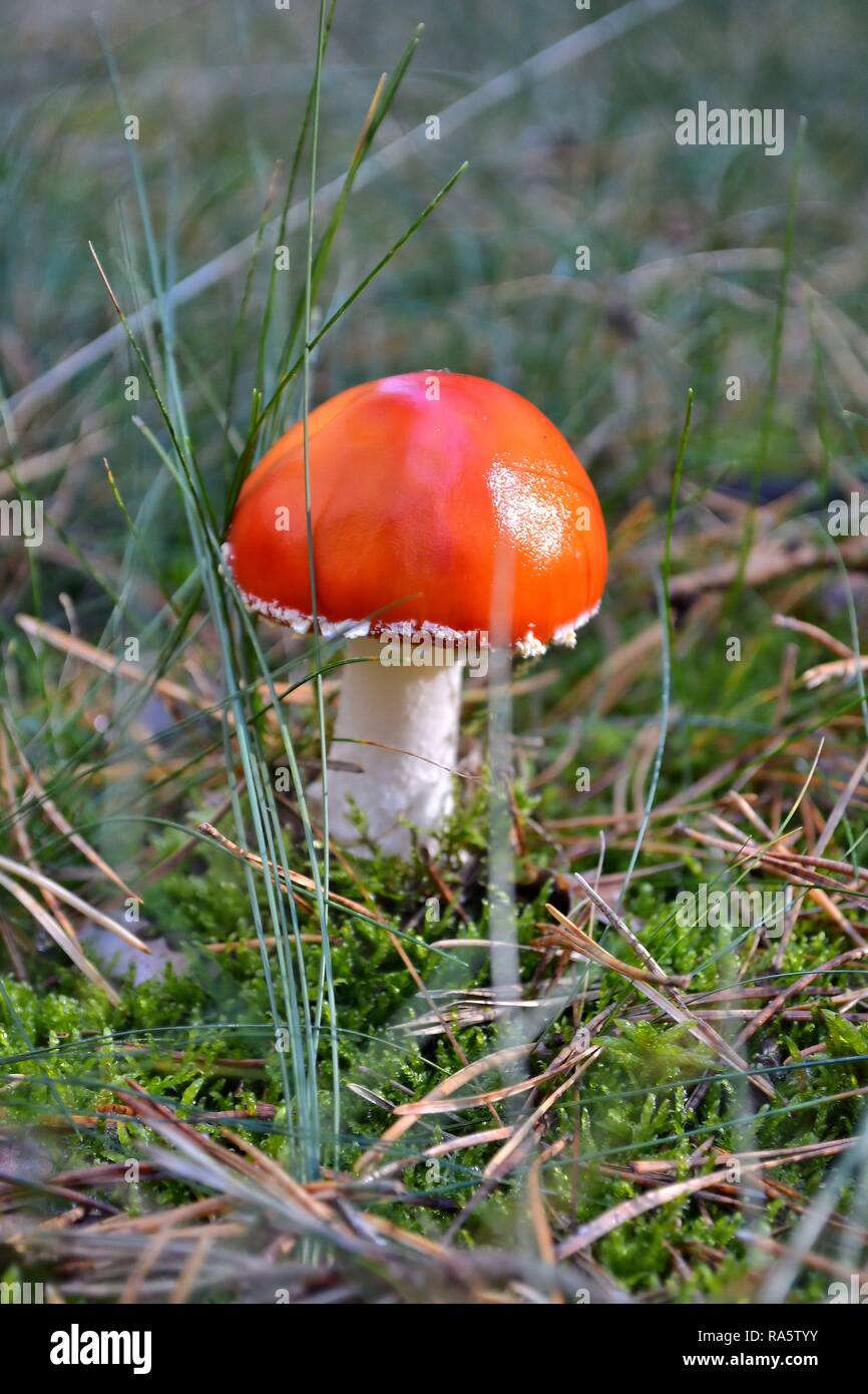 Fly agaric in the forest Stock Photo - Alamy
