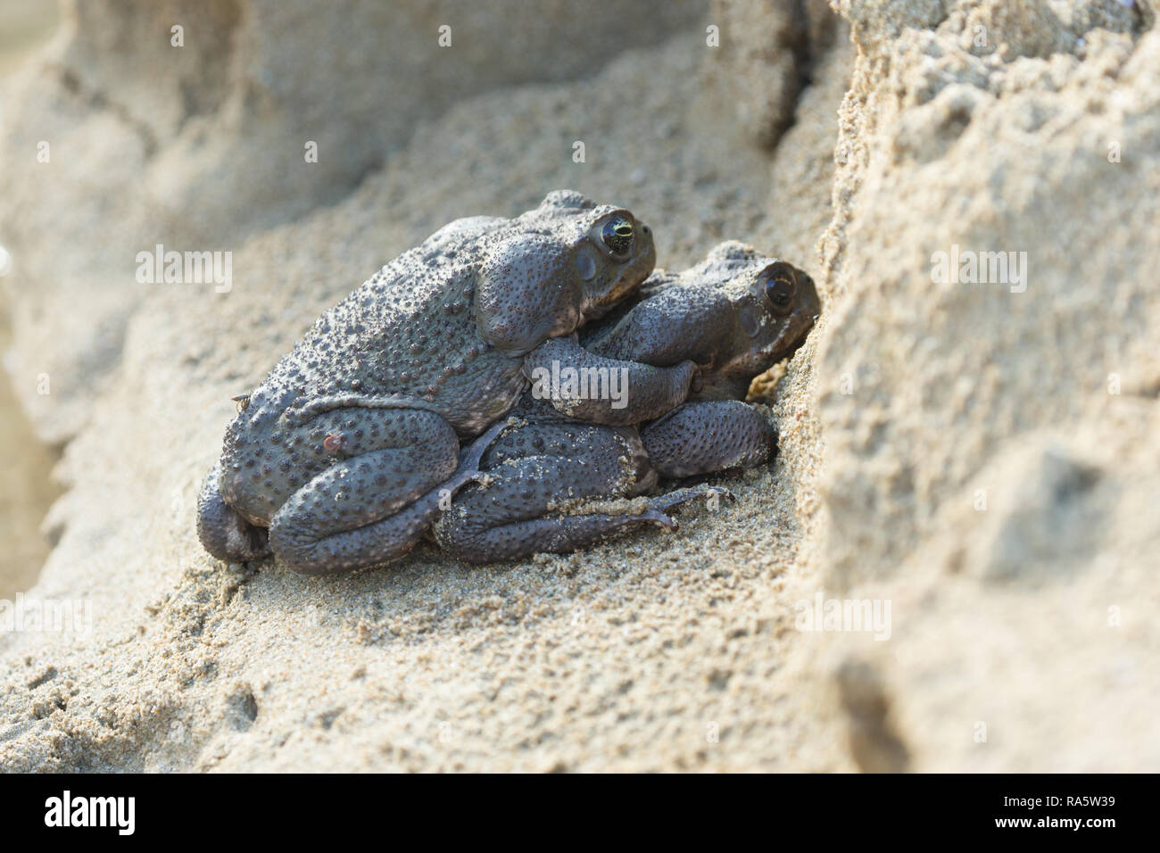 Two cane toads mating hi-res stock photography and images - Alamy