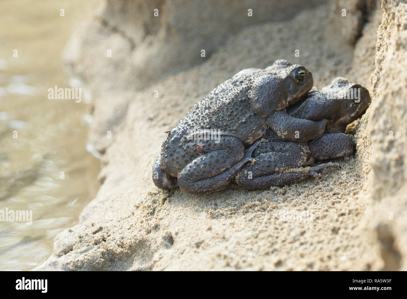 Toads mating in water hi-res stock photography and images - Alamy