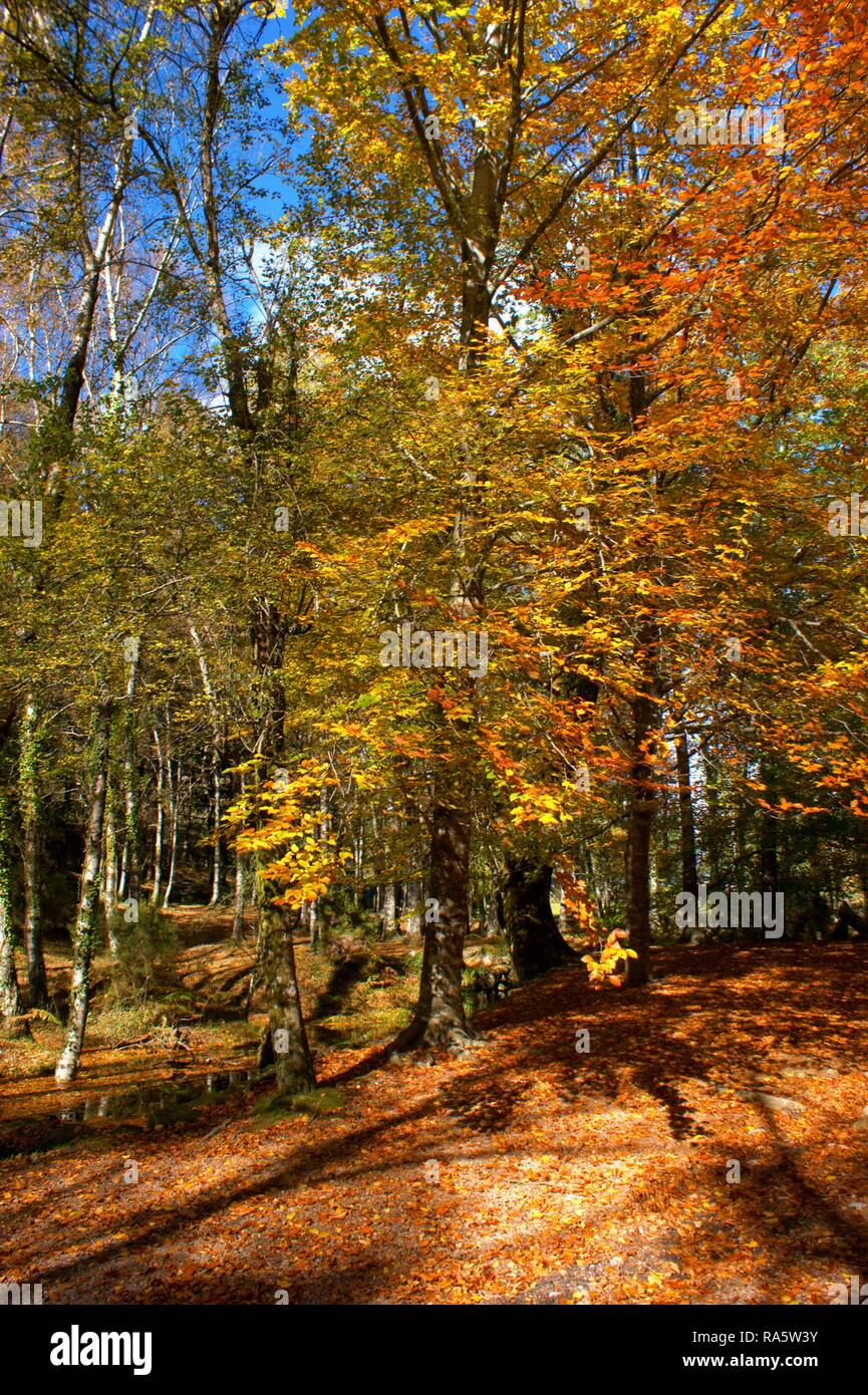 Autumn trees in the National Park of Geres, Portugal Stock Photo - Alamy