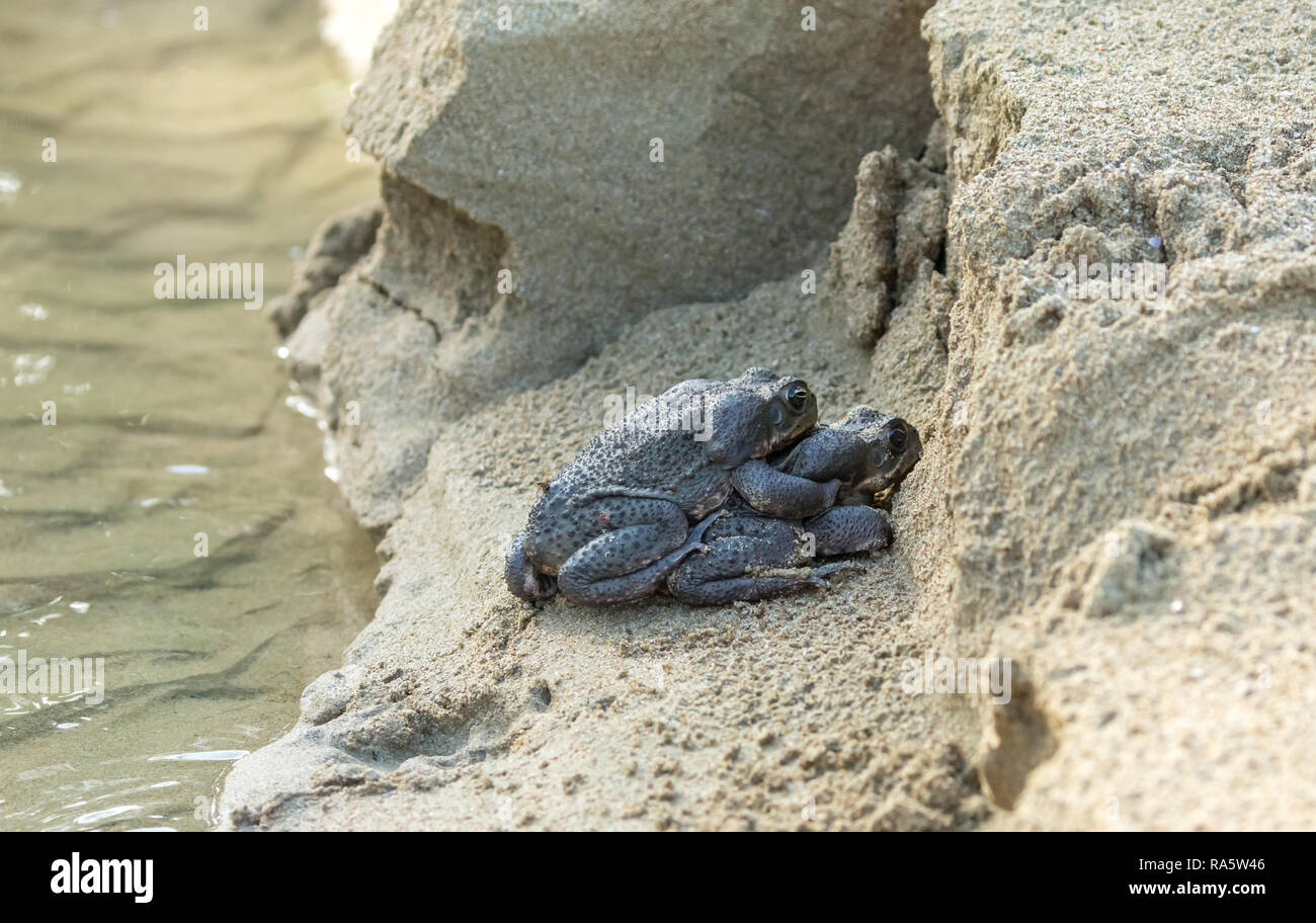 Cane toads mating hi-res stock photography and images - Alamy