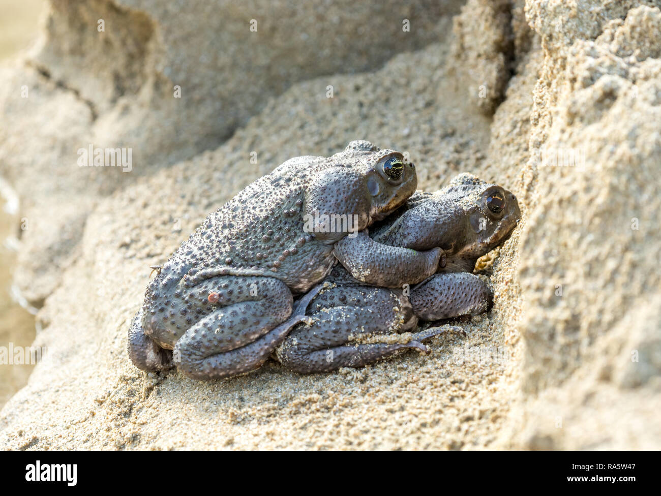 Two cane toads mating hi-res stock photography and images - Alamy
