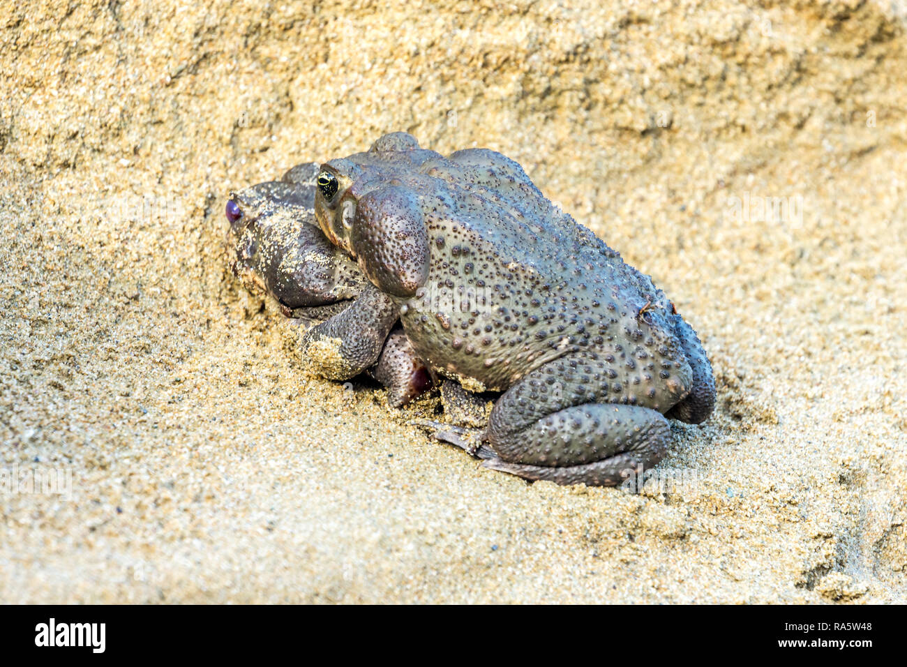 Cane toads mating hi-res stock photography and images - Alamy