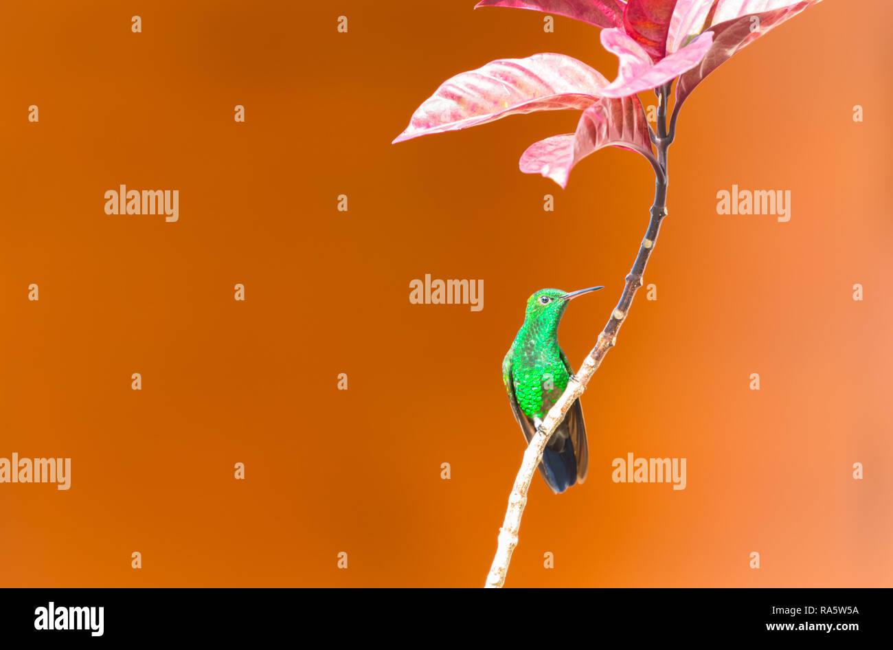 Tobago island humming bird hi-res stock photography and images - Alamy