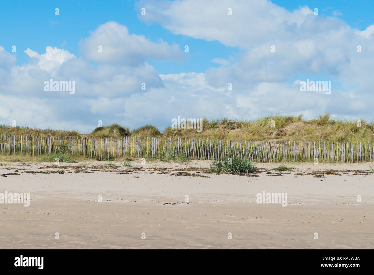 Green grass area on the beach in a summer day Stock Photo - Alamy