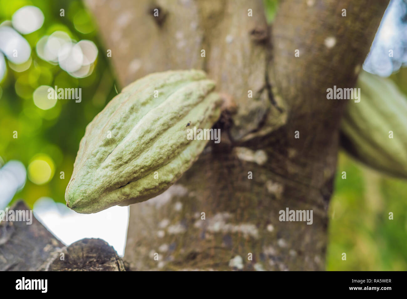 fresh ripe cacao pod on tree at dominican jungle Stock Photo - Alamy