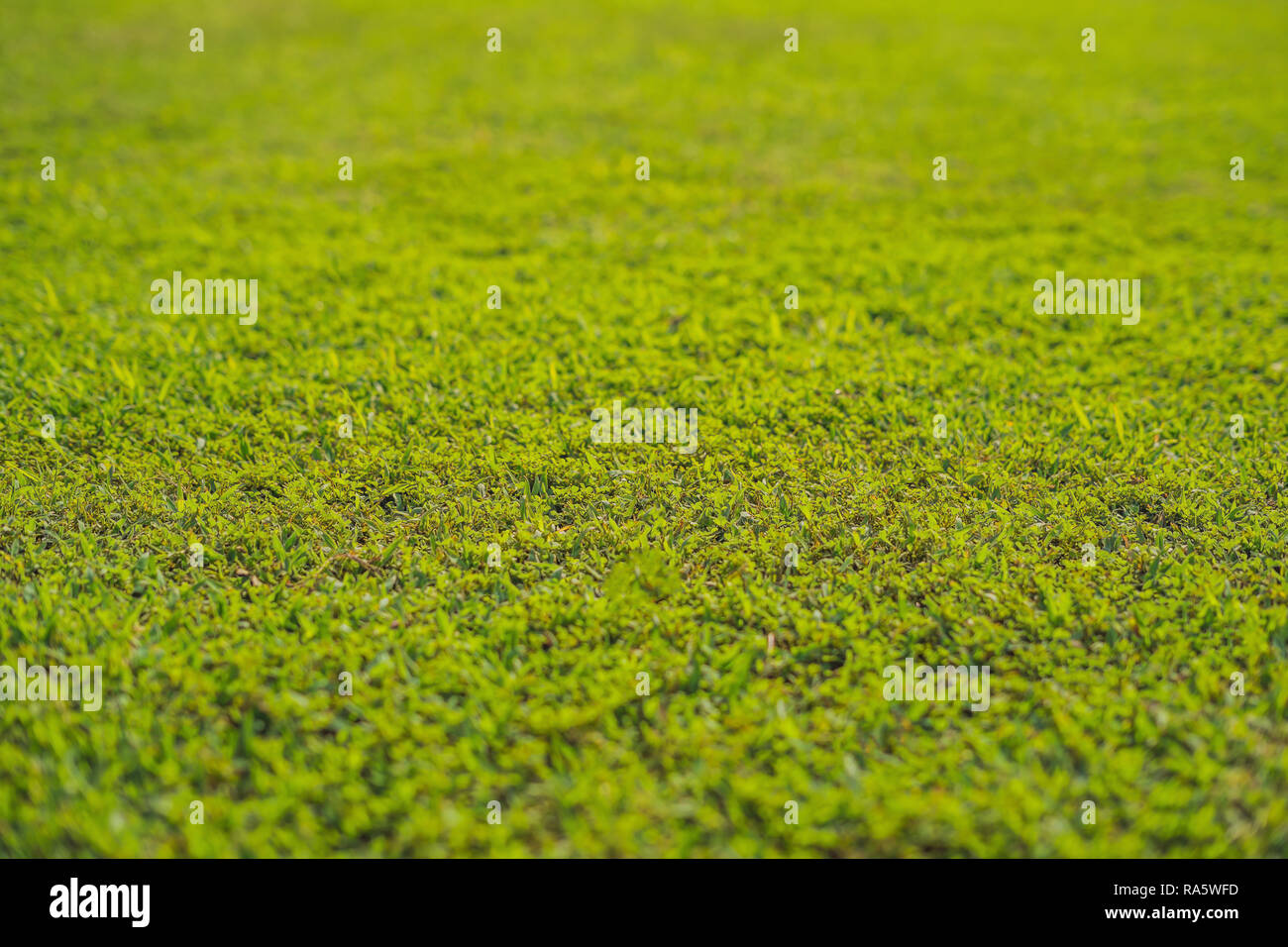 Perfect lawn with green grass view from above Stock Photo - Alamy