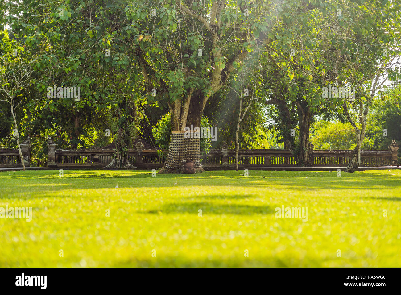 Sarong on the sacred tree, Bali, Indonesia Stock Photo - Alamy