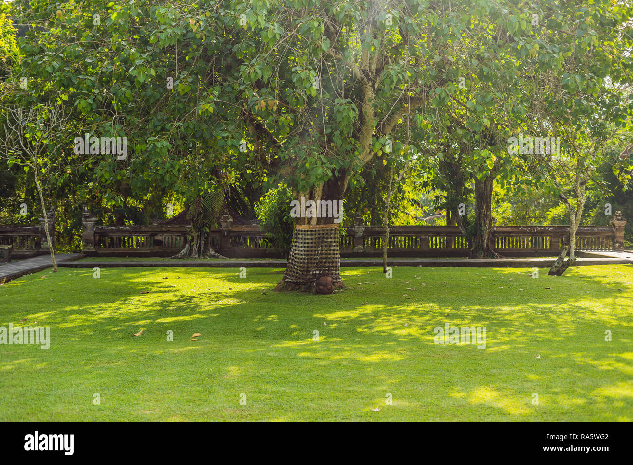 Sarong on the sacred tree, Bali, Indonesia Stock Photo - Alamy