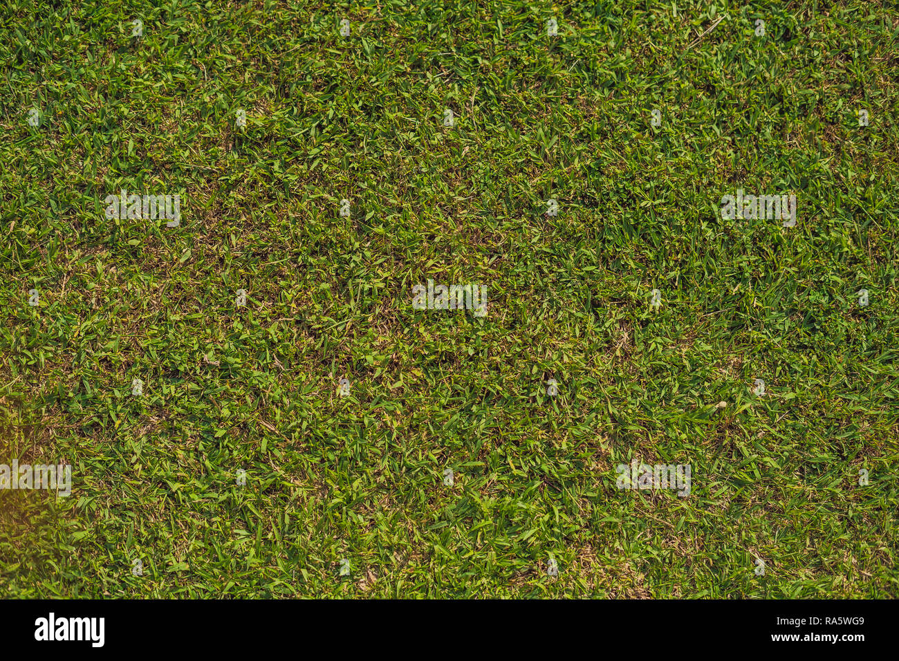 Perfect lawn with green grass view from above Stock Photo - Alamy