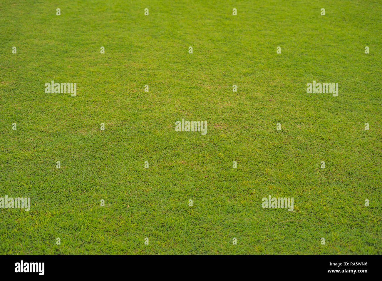 Perfect lawn with green grass view from above Stock Photo - Alamy
