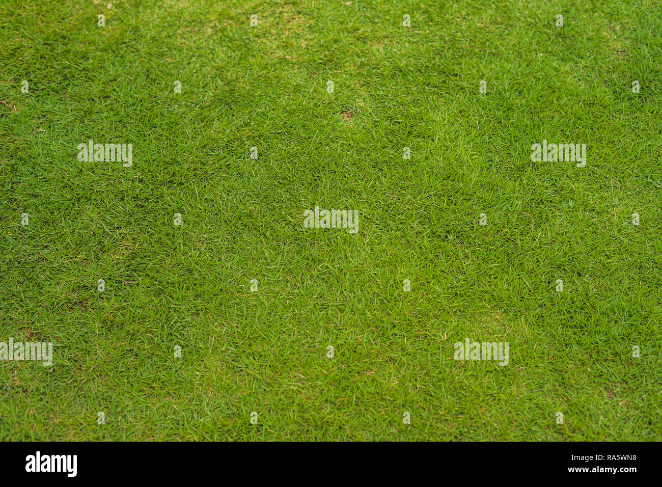 Perfect lawn with green grass view from above Stock Photo - Alamy