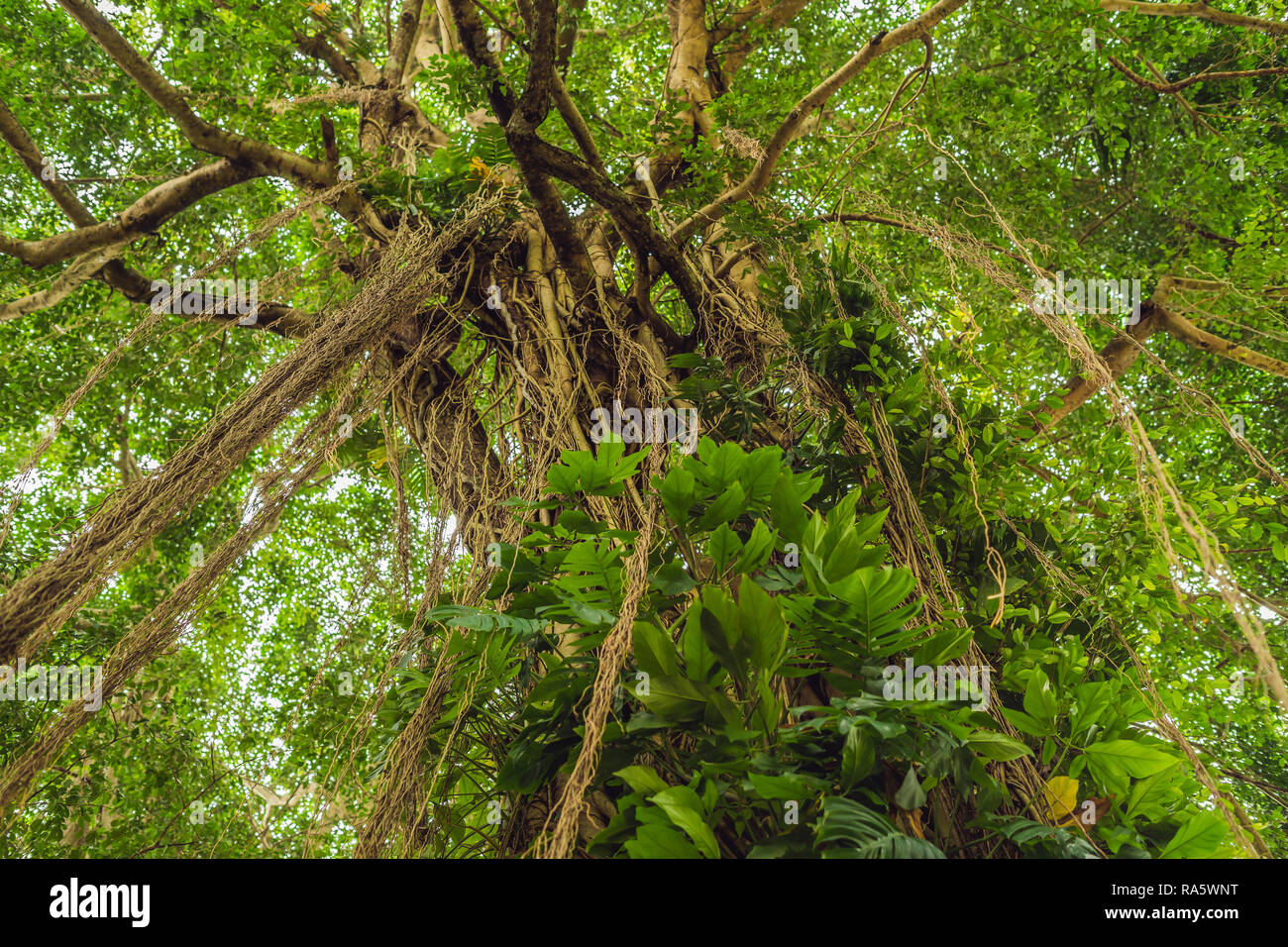 Rain forest in Ubud Sacred Monkey Forest, Bali Stock Photo - Alamy