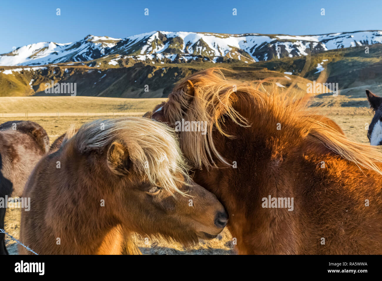 Hardy culture hi-res stock photography and images - Alamy