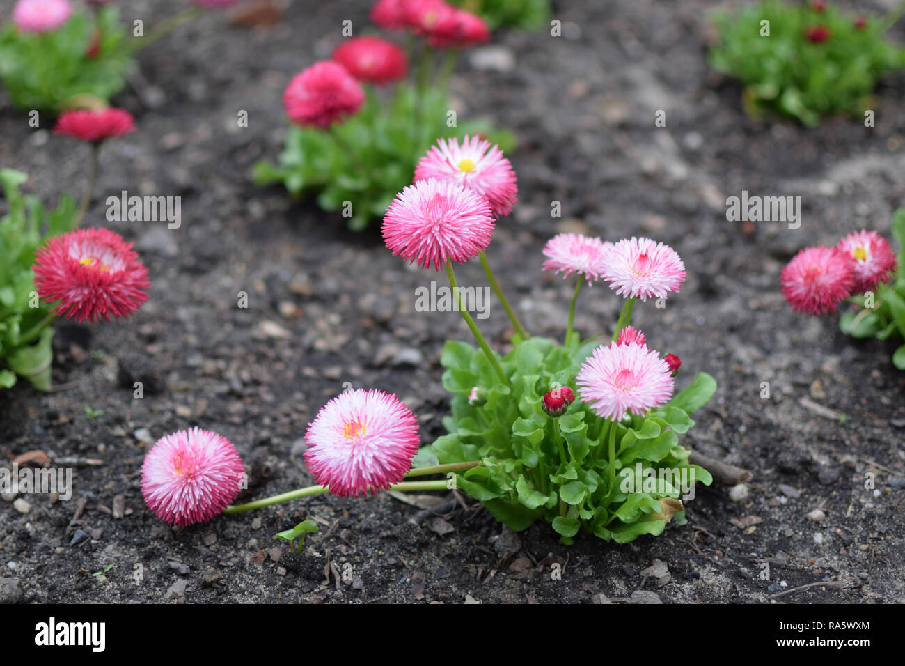 "Callistephus chinensis" - China aster. Purple flowers close up Stock ...