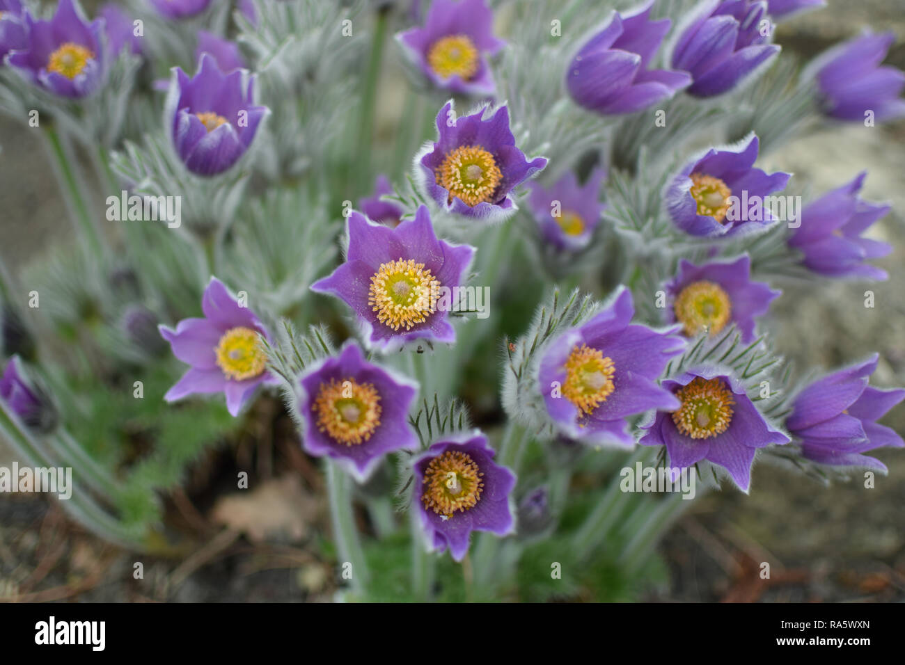Close Up Of Prairie Crocus High Resolution Stock Photography and Images ...