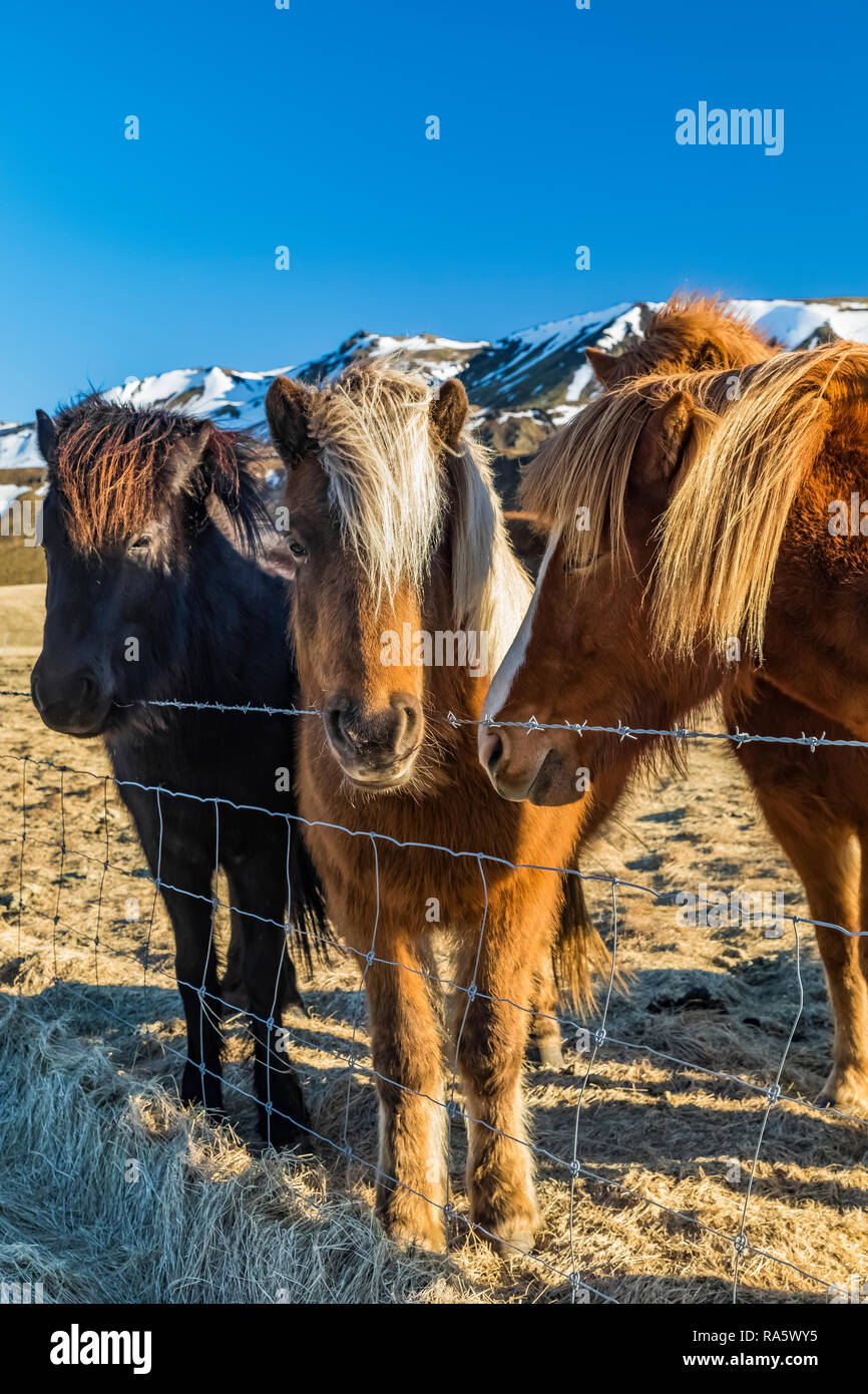 Hardy culture hi-res stock photography and images - Alamy