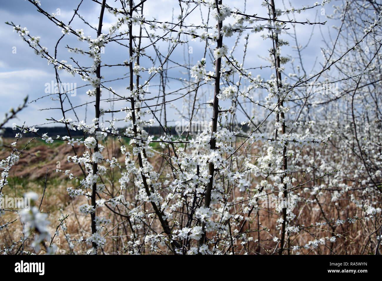 "Prunus spinosa" - blackthorn. Sloe white flowers close up photography ...