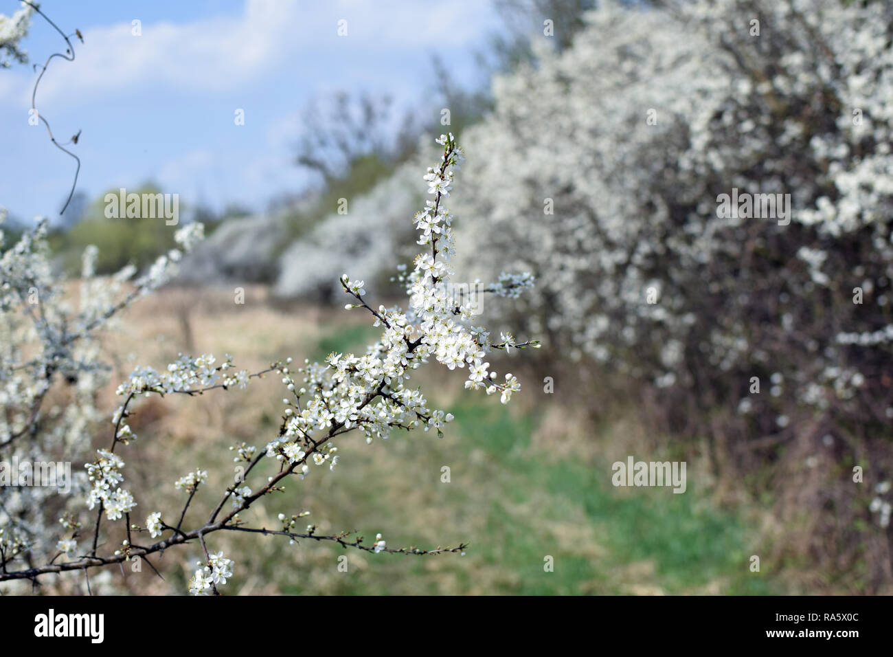 "Prunus spinosa" - blackthorn. Sloe white flowers close up photography ...