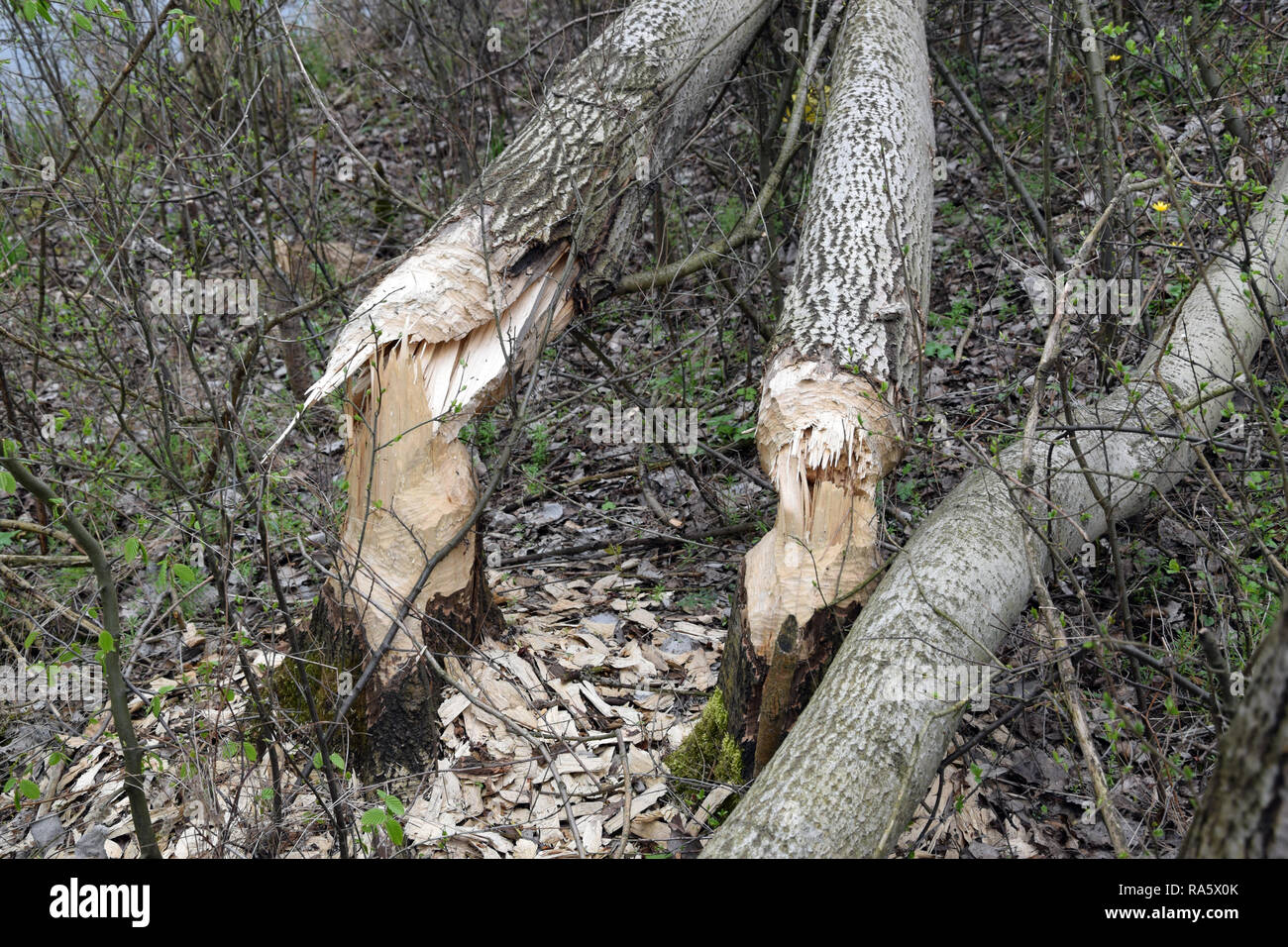 Beavers natural habitat hi-res stock photography and images - Alamy