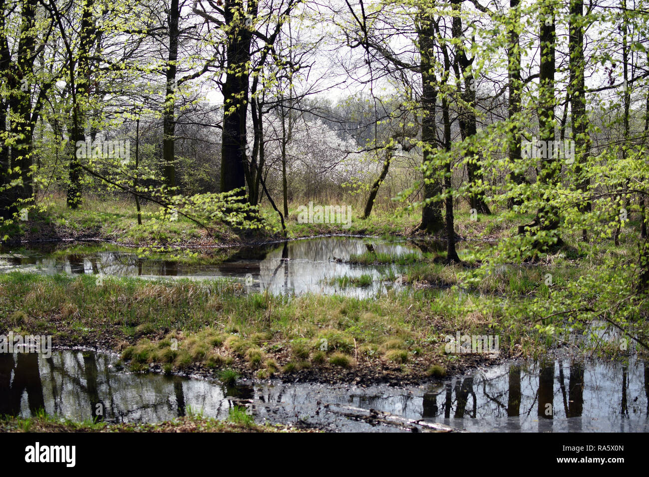 Green lake in forrest hi-res stock photography and images - Alamy