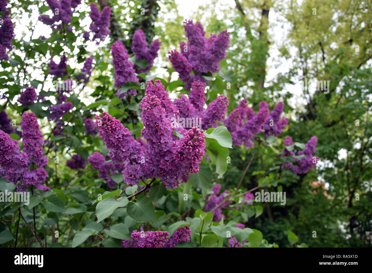 Florescence of Syringa vulgaris (common lilac) springtime. lilac ...