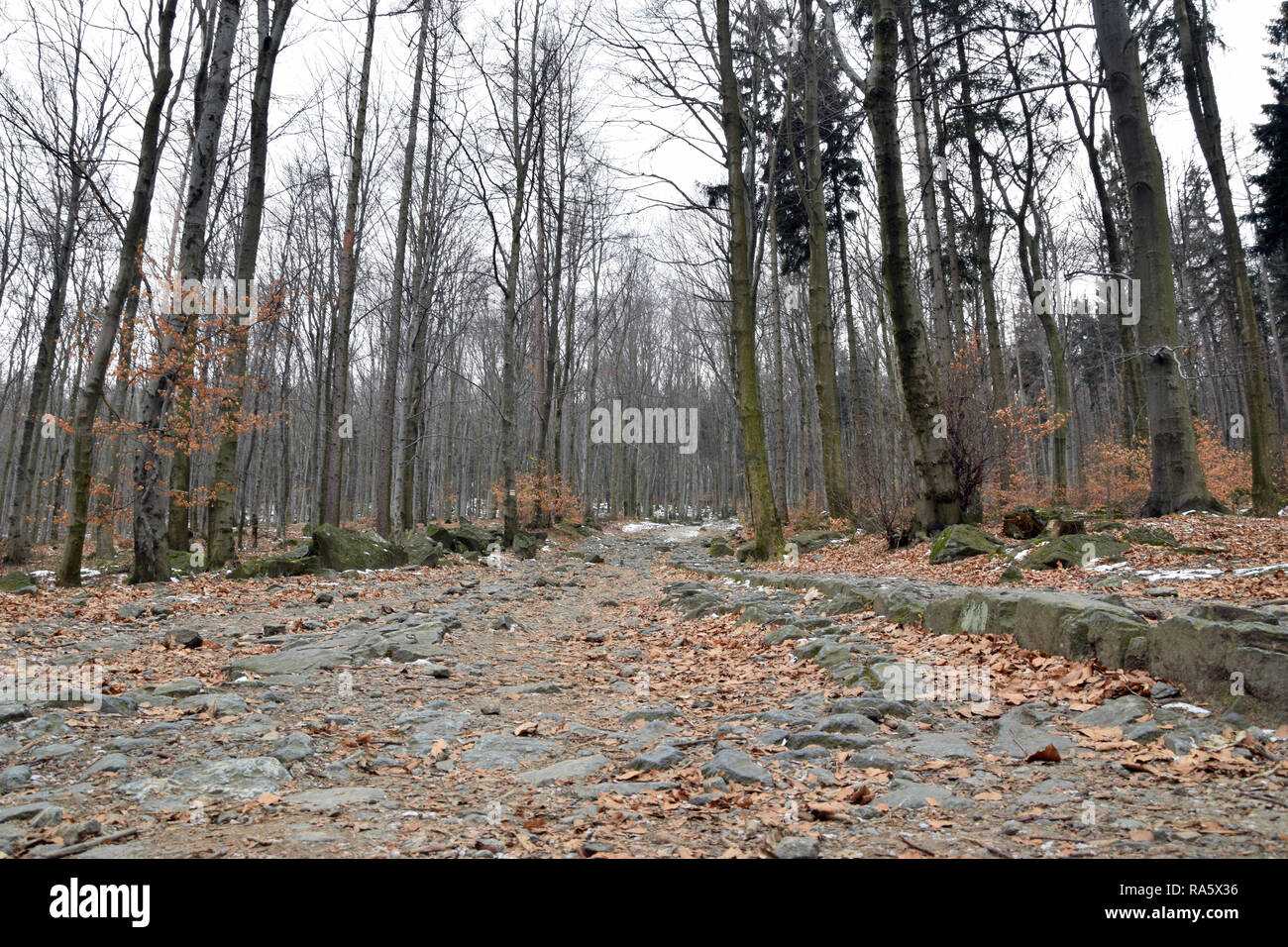 Forest trail in Sleza Landscape Park. Sleza mount, Poland Stock Photo ...
