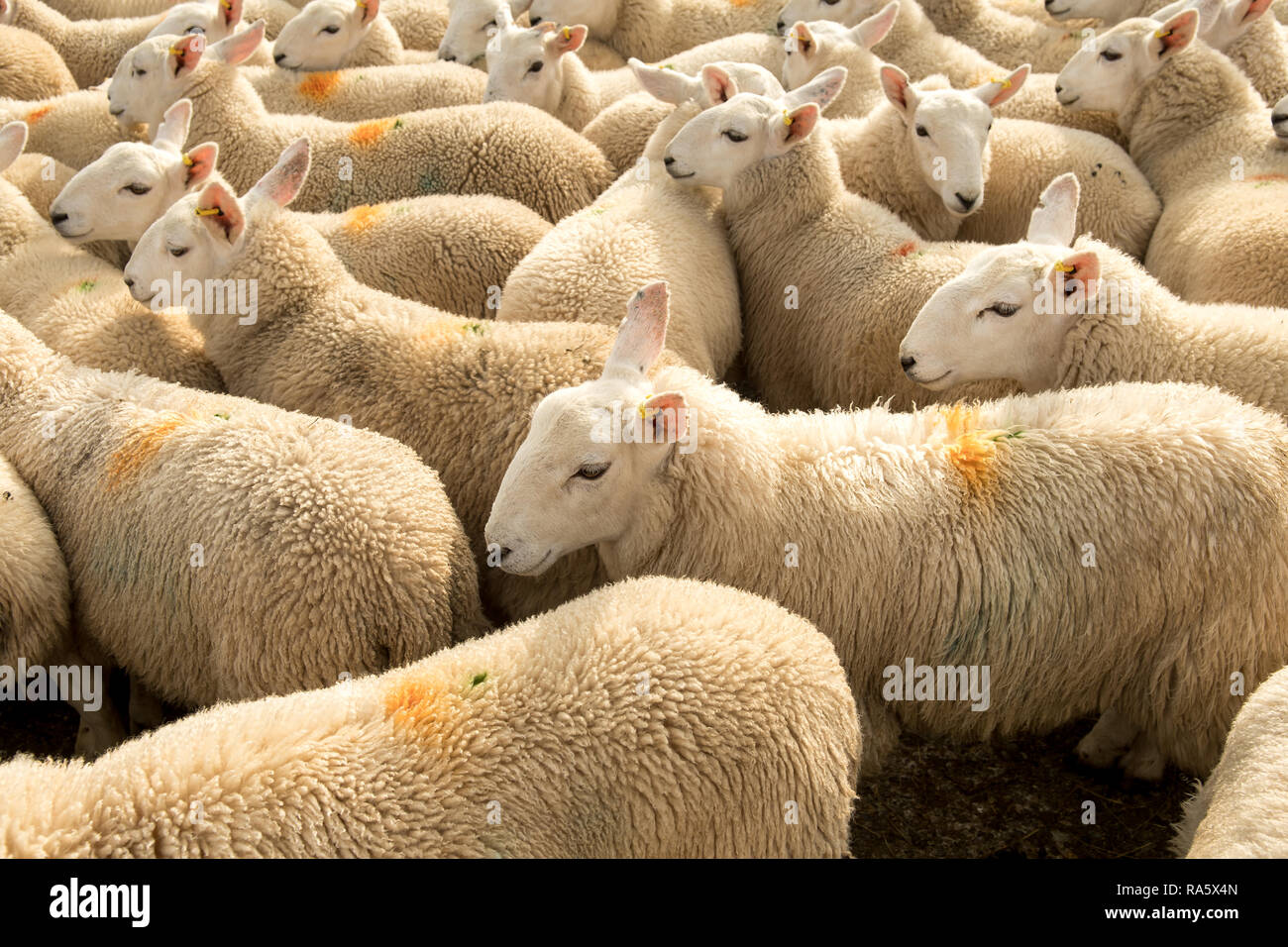 Flock Of Curious White Sheep With Cosy Wool In Scotland Stock Photo - Alamy