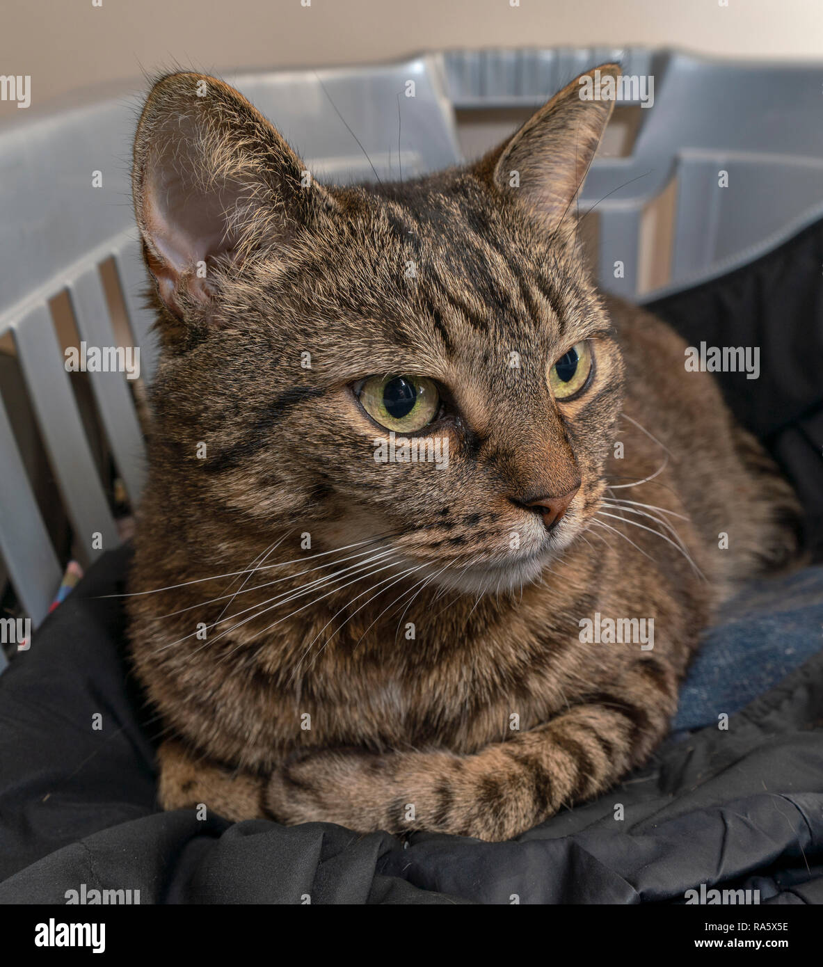 Elgin domestic wild cat lookalike, Feline not amused Stock Photo - Alamy