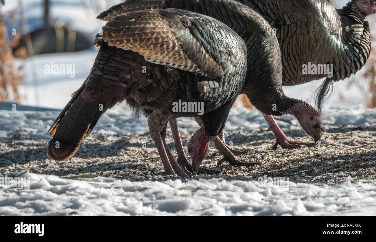 Eastern wild turkey hen hi-res stock photography and images - Alamy