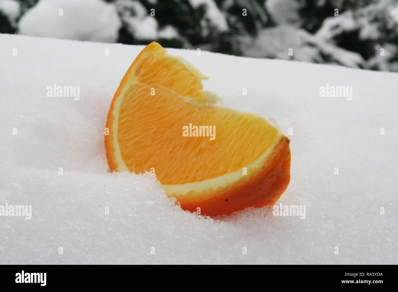 Slice of orange on ice. Orange slice on snow Stock Photo - Alamy