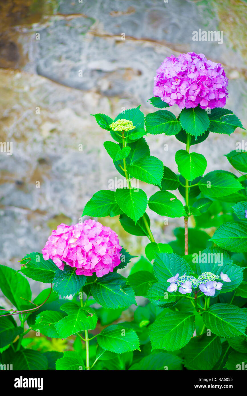 Small nature in Toyama, Japan. Japan is a country located in the East ...
