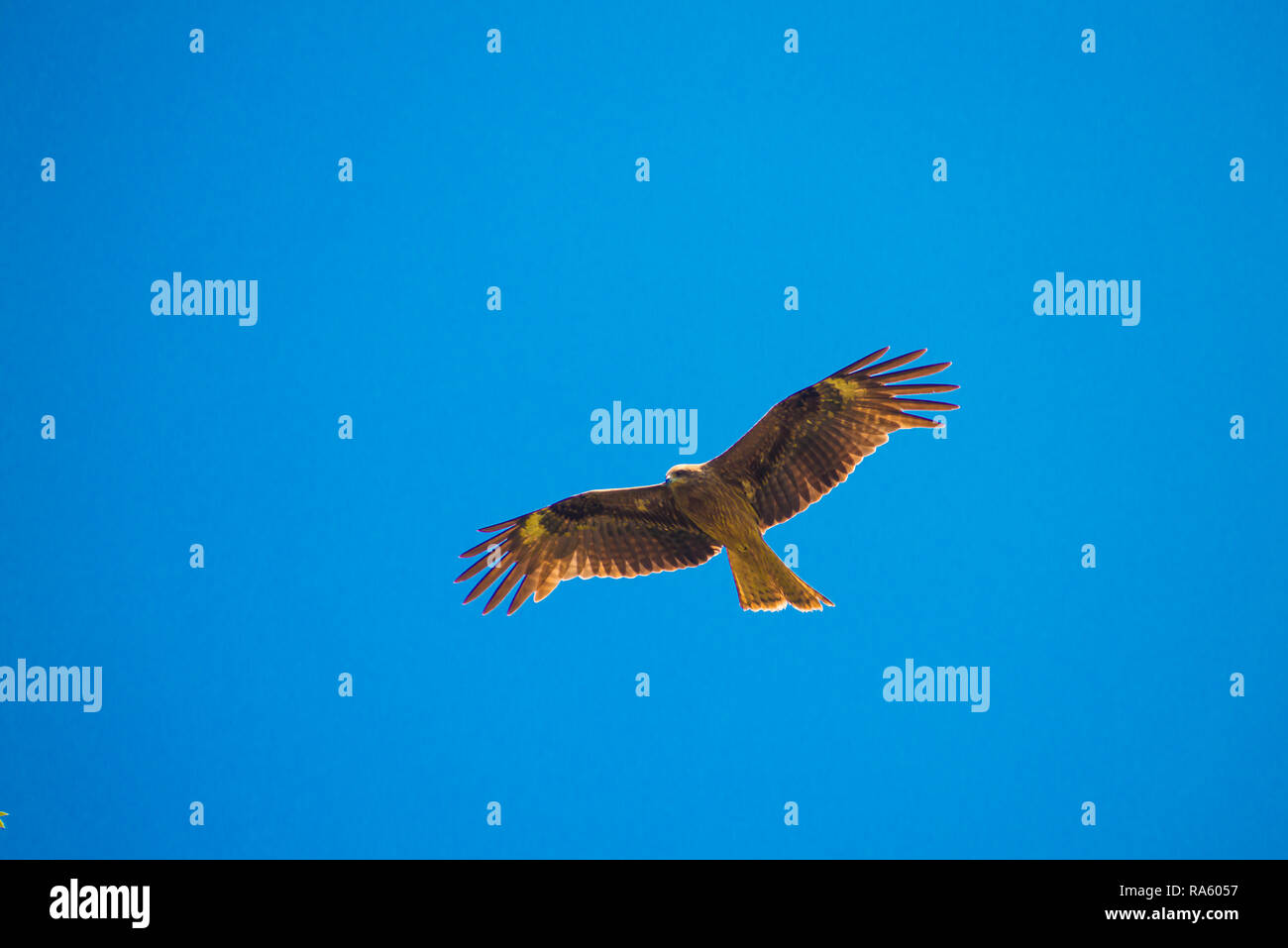 Falcon in Toyama, Japan. Japan is a country located in the East Asia ...