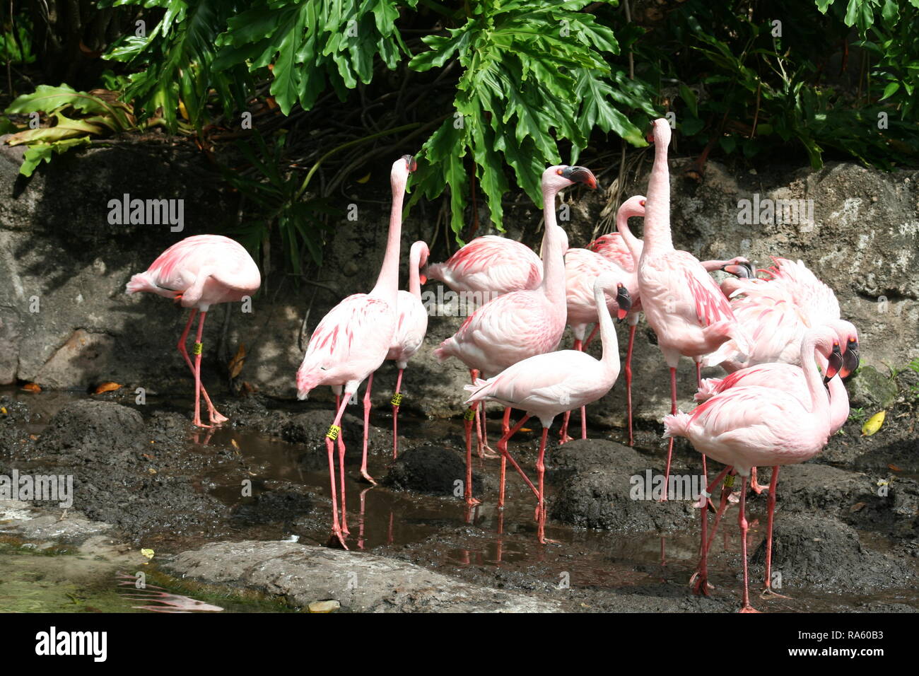 Caribbean flamingos miami zoo hi-res stock photography and images - Alamy