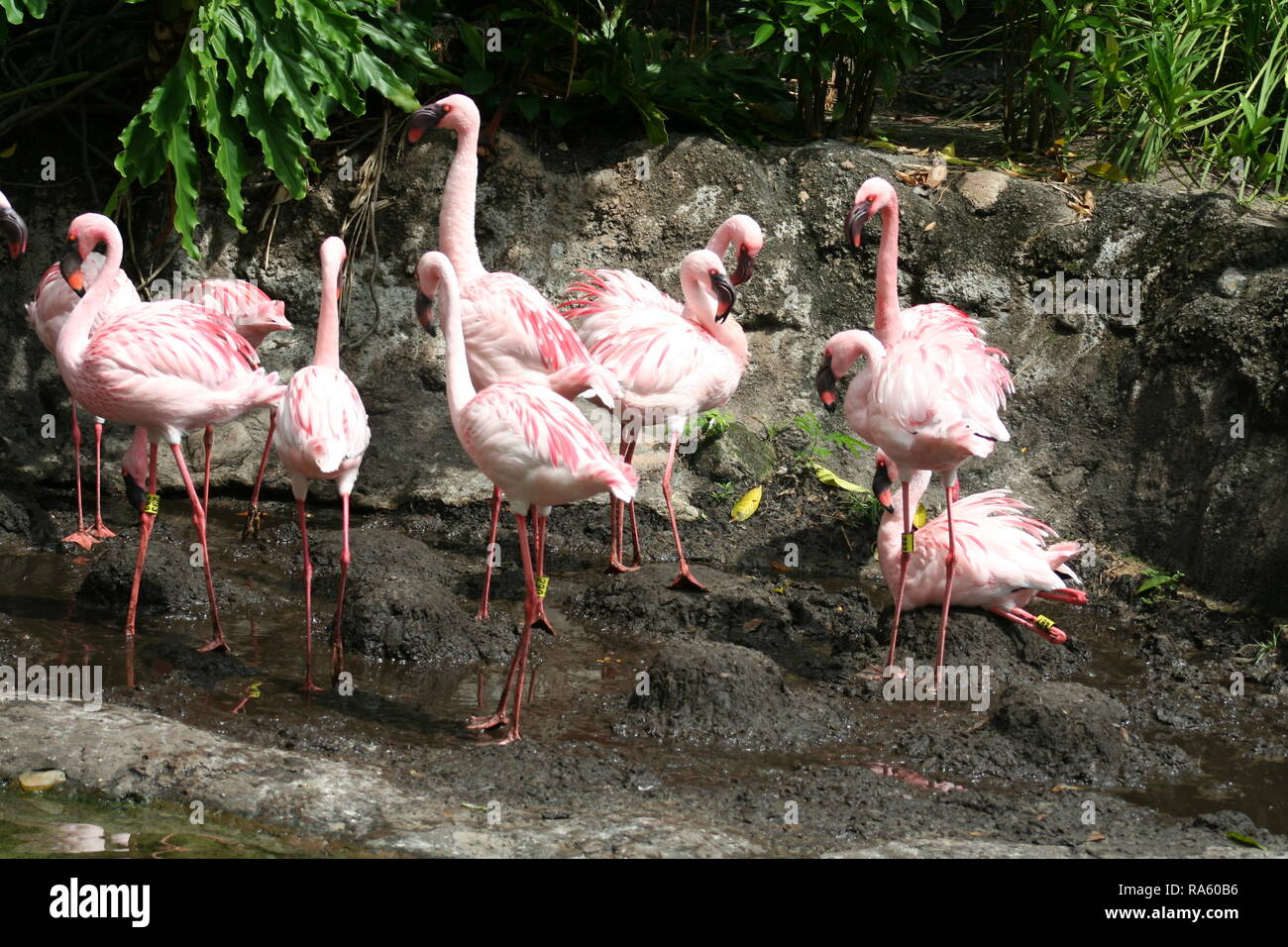 Flamingo nesting hi-res stock photography and images - Alamy