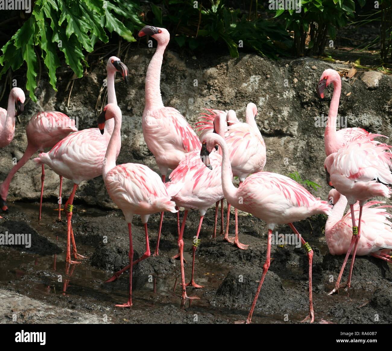 Vibrant chicks hi-res stock photography and images - Alamy